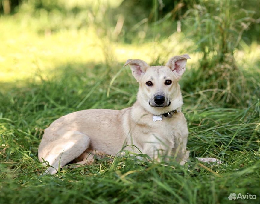 Собака бесплатно