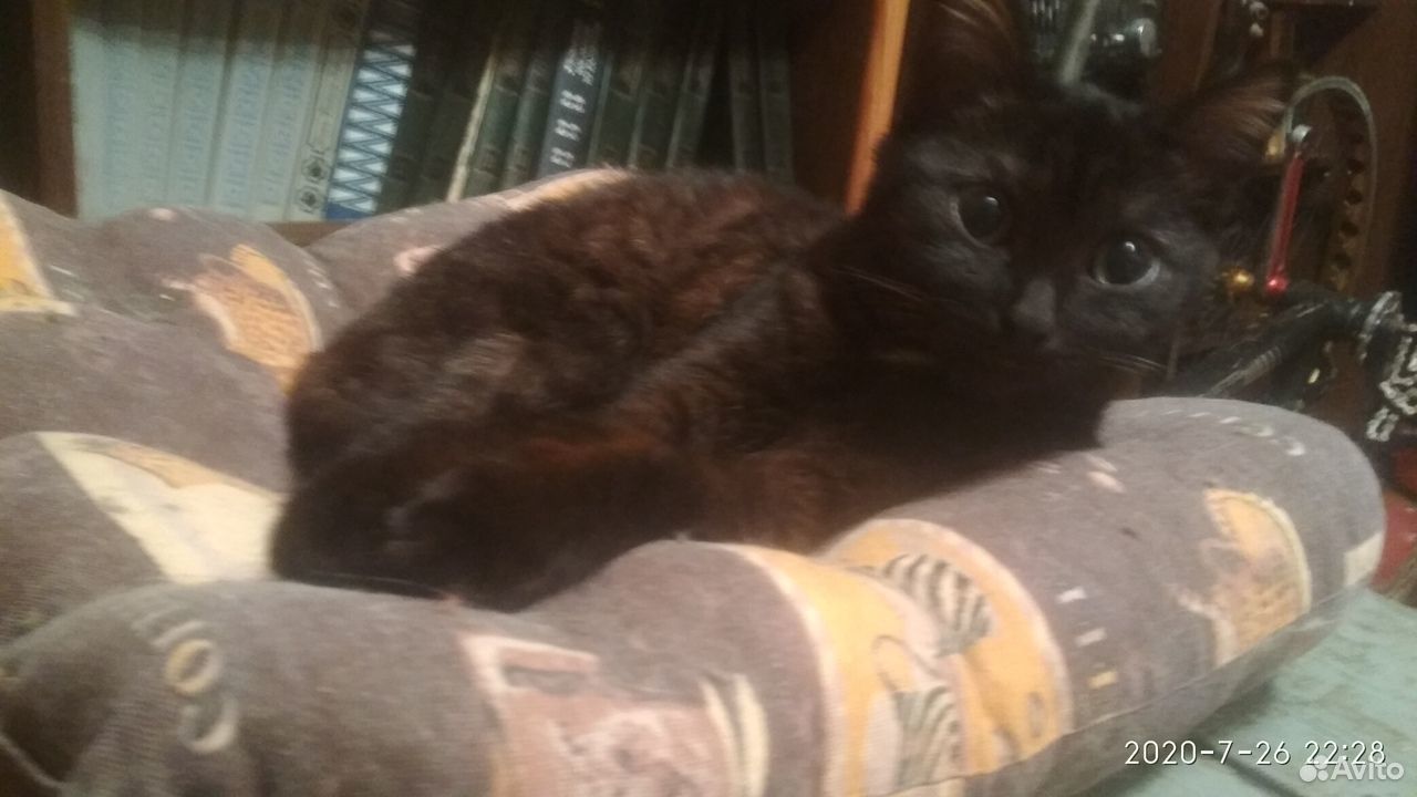 Малыш, котенок редкого шоколадно-полосатого окраса