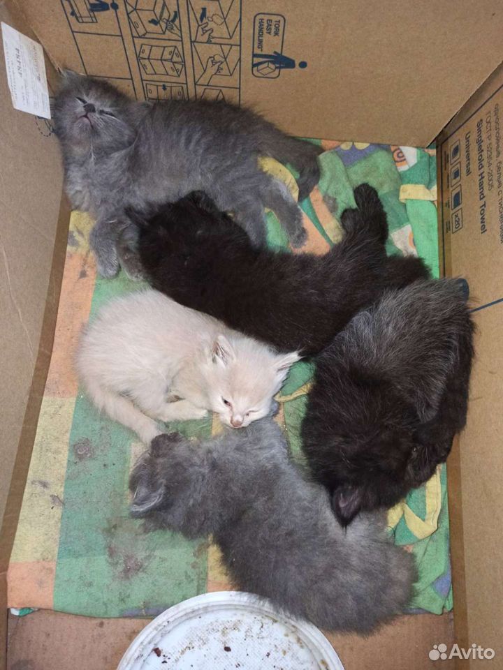 Самые ласковые котята