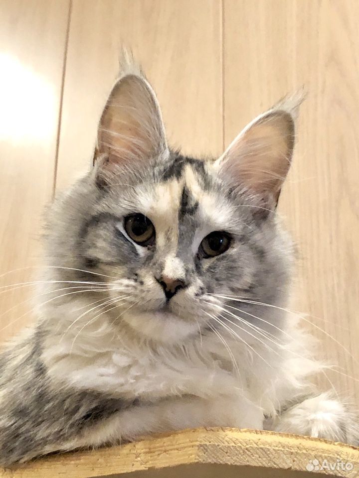 Принцесса Ириска