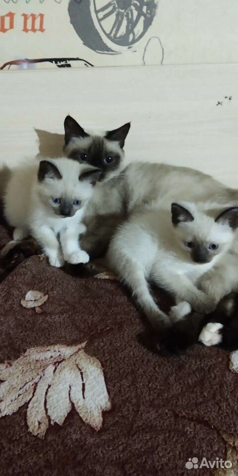 Котята сиамские
