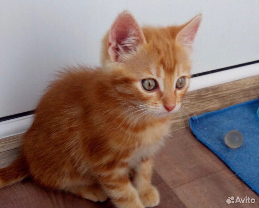 Рыжие котята бесплатно в добрые руки