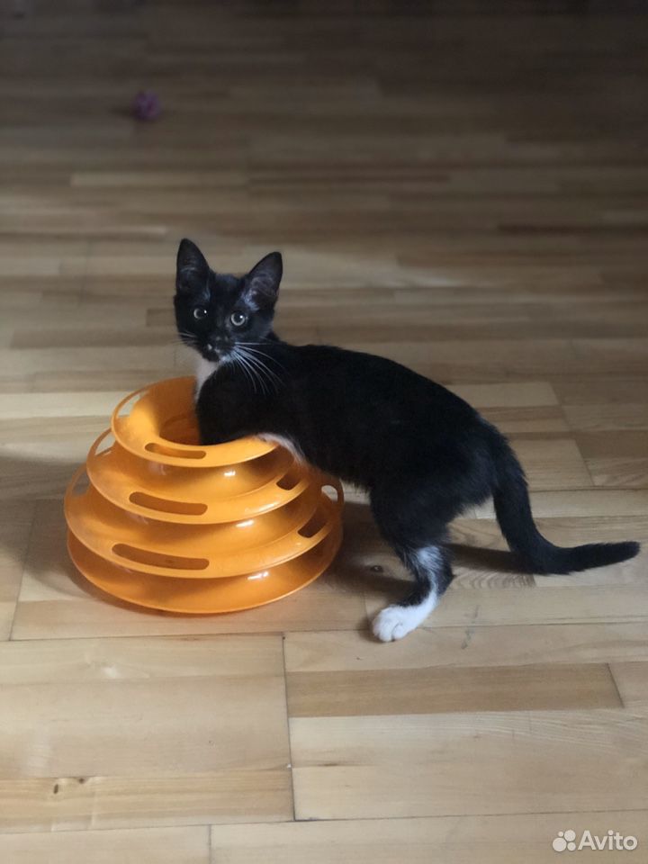 Кошка