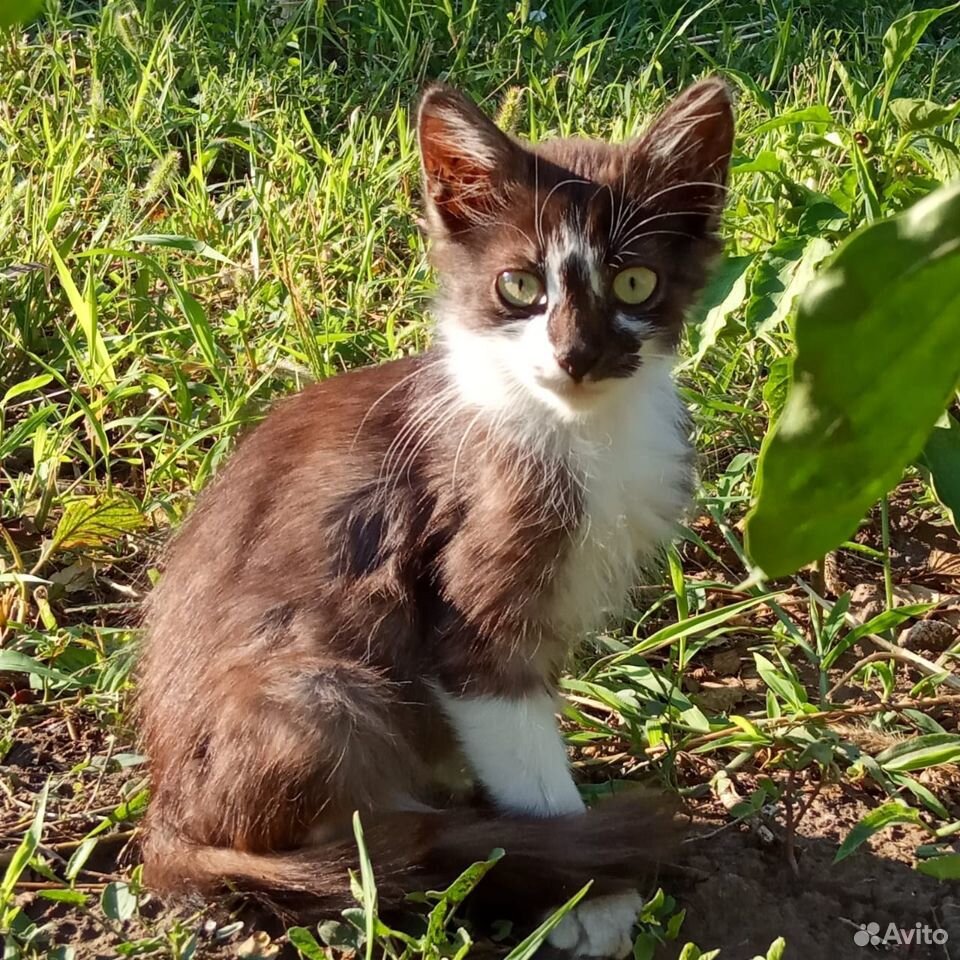 Котенок, мальчик