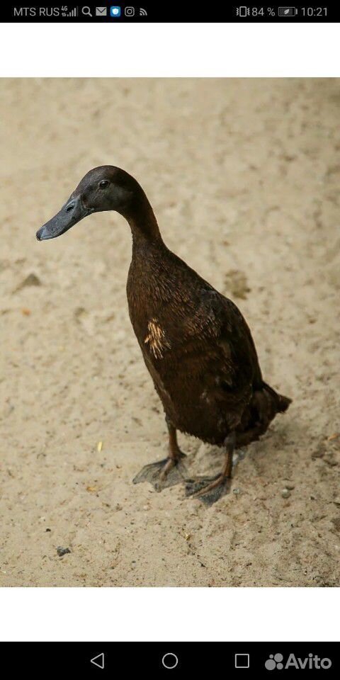 Утка индийский бегунок