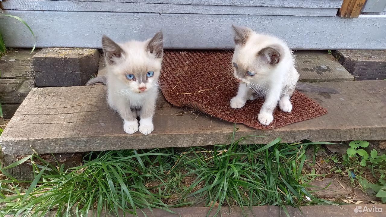 Котята в дар сиамцы