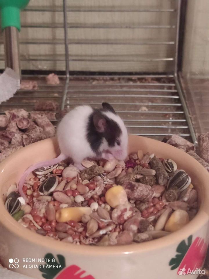 Японские танцующие мышки