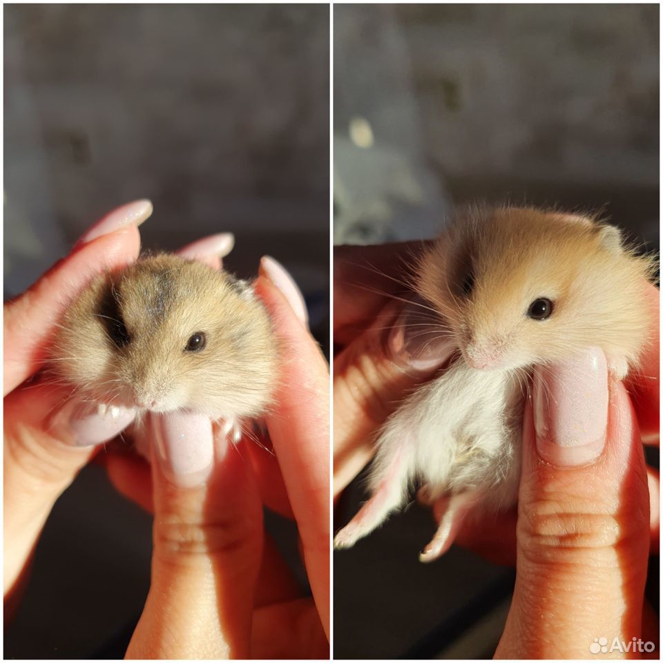 Малыши джунгарского хомяка