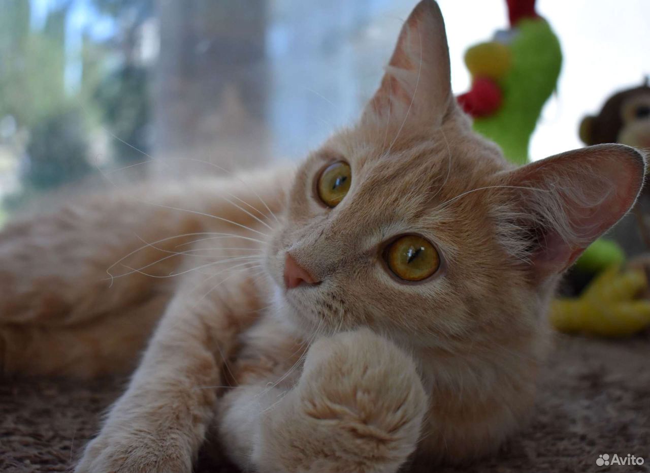 Кошка