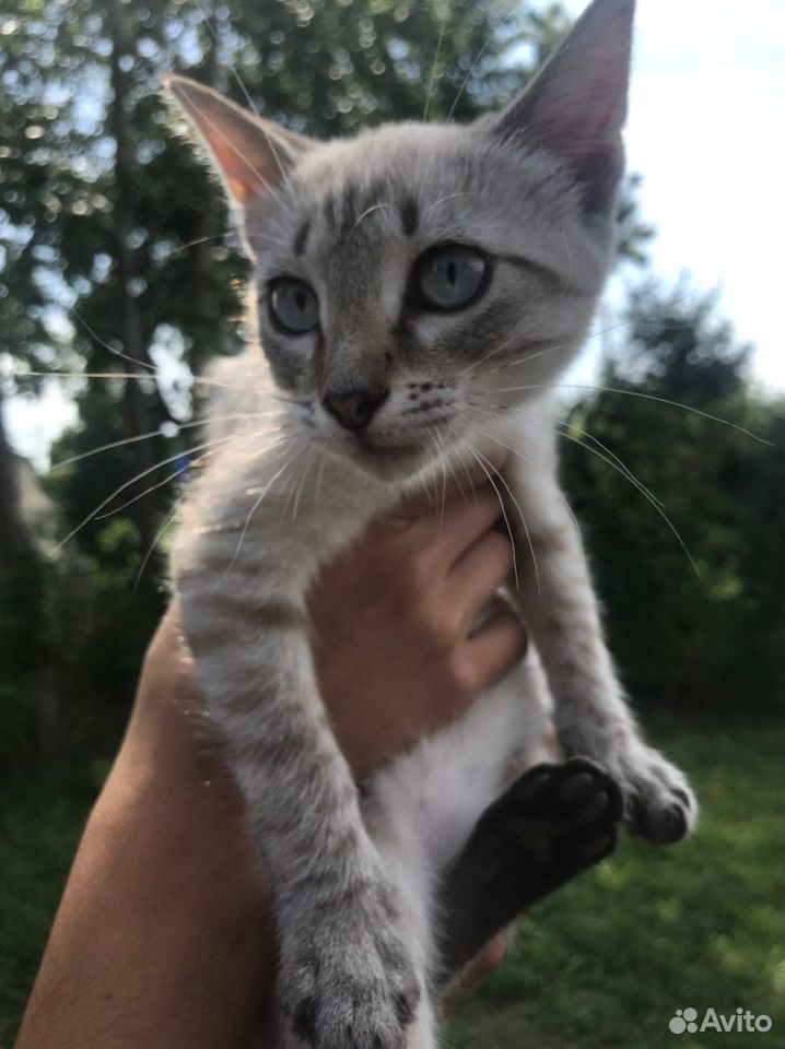 Кошка