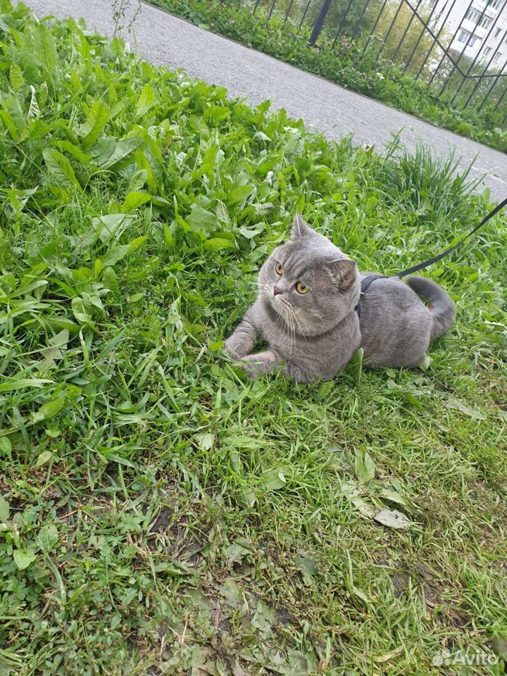 Британский кот приглашает на вязку