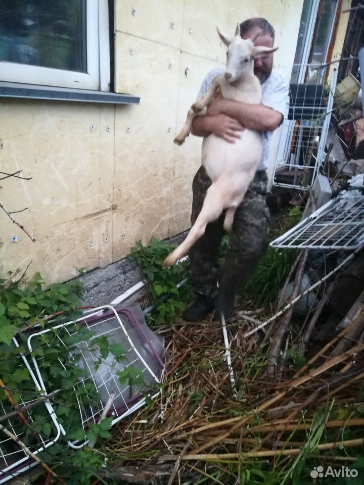 Козлята 3 мес