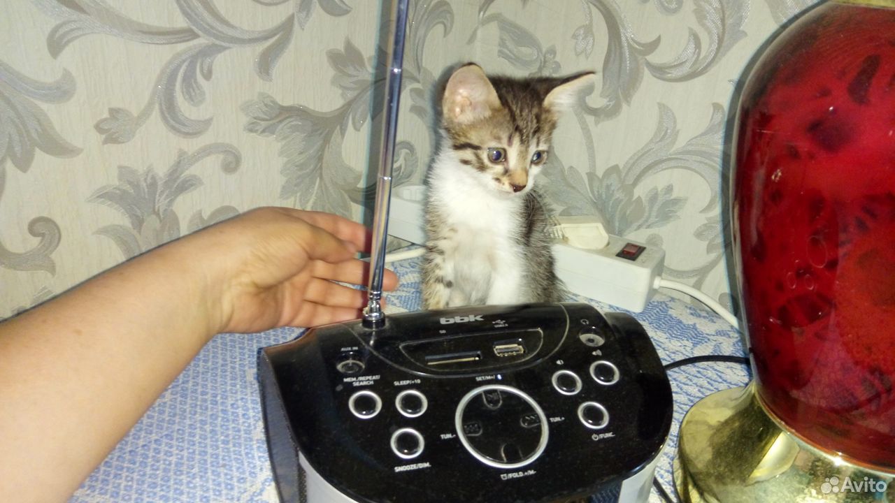 Котёнок от кошки мышеловки