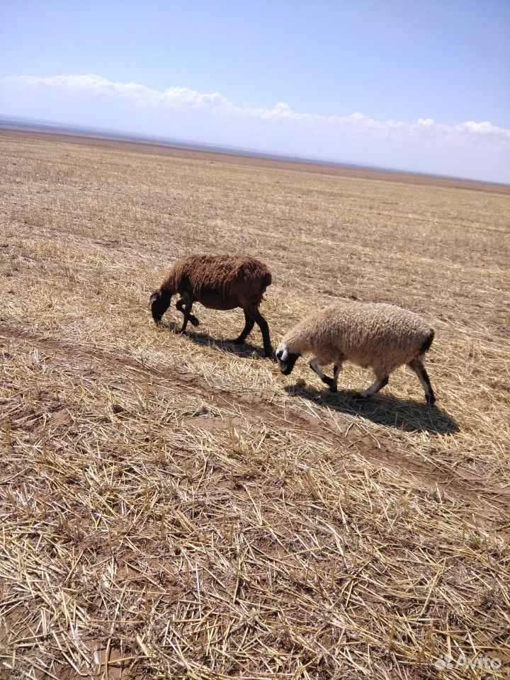 Матки и ягнята