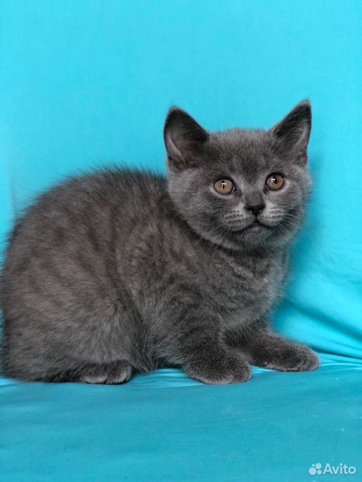 Британец 2 мес кот