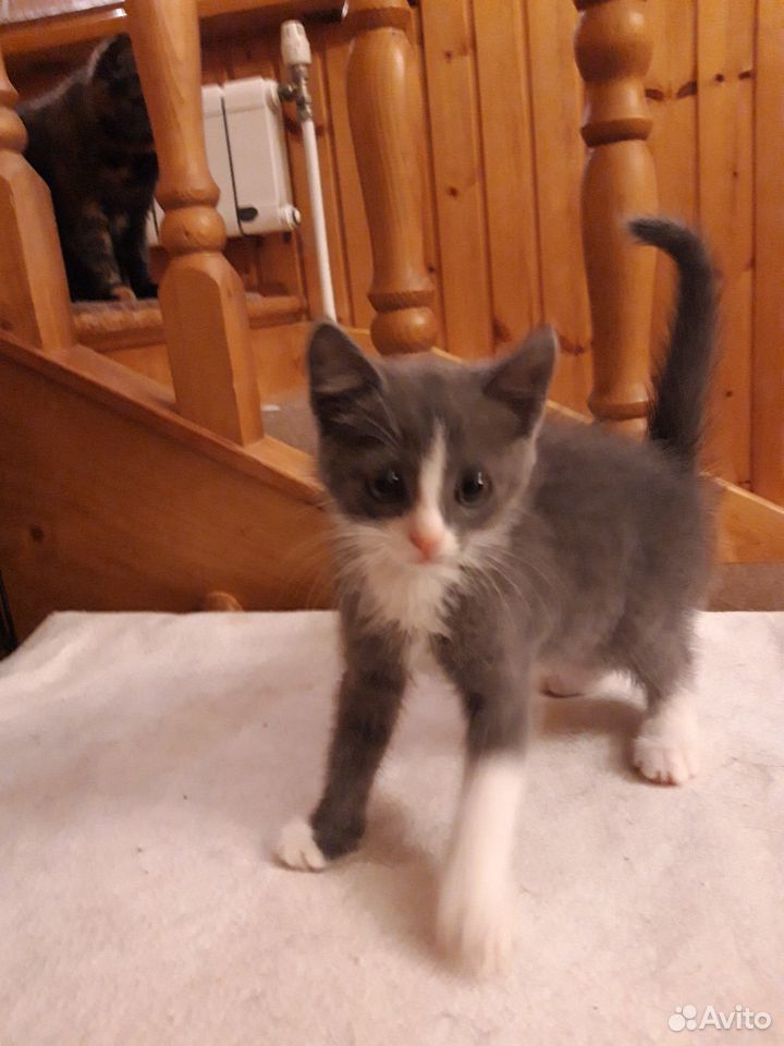 Чудесный парнишка ищет дом