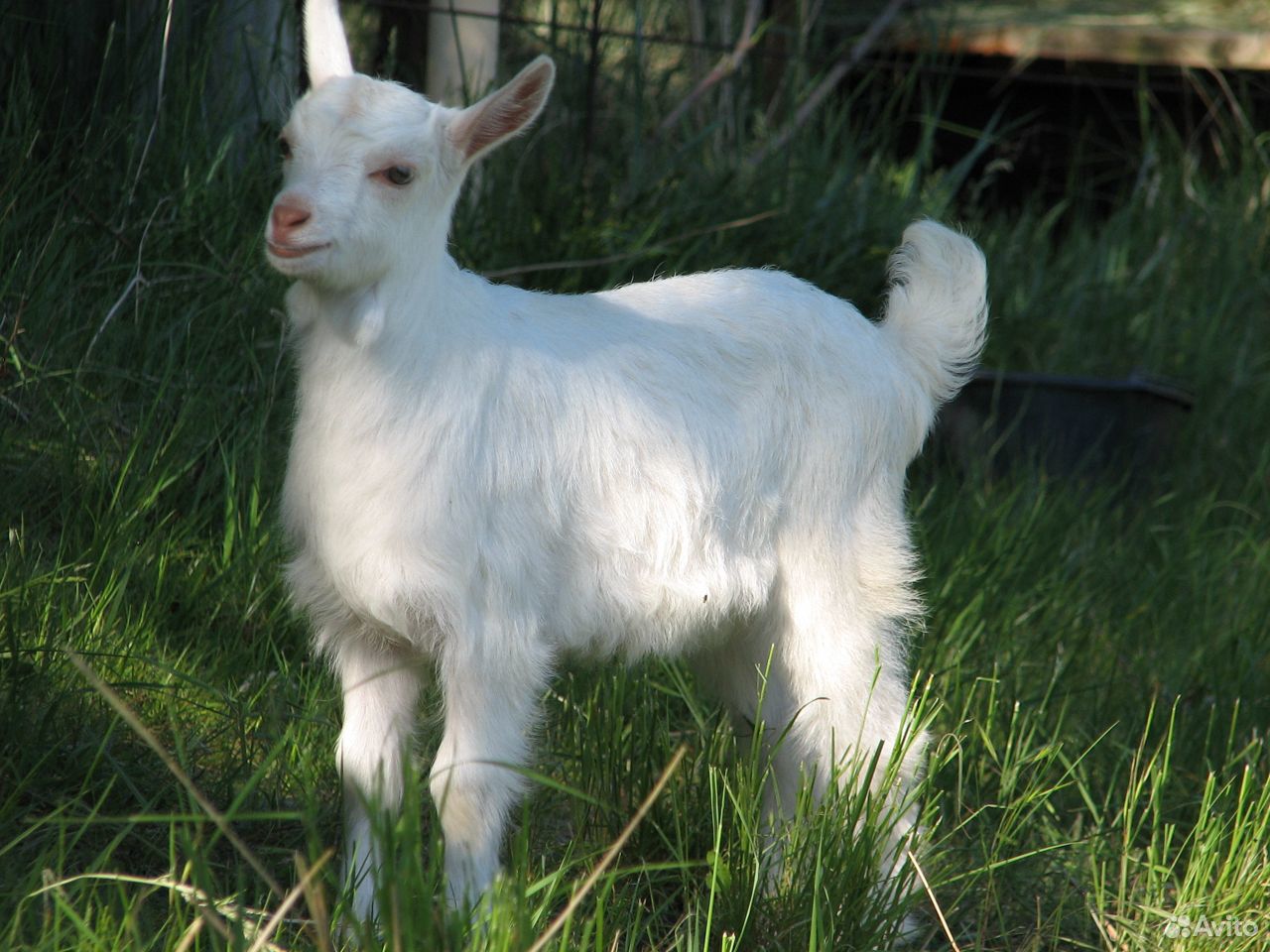 Козочки дойной породы. 4 месяца