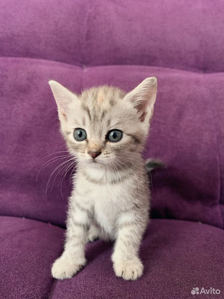 Шотландская