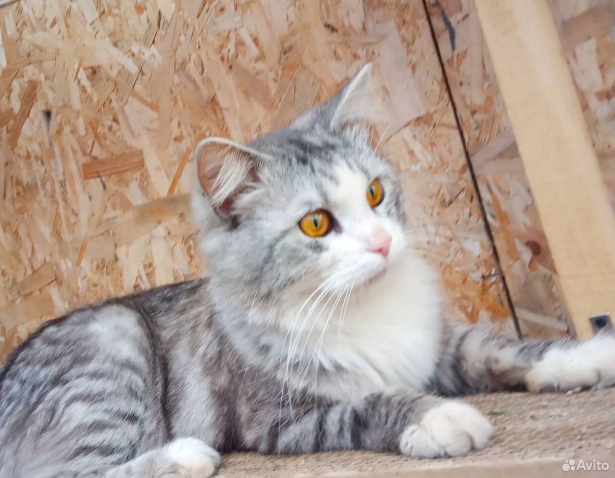 Идеальный кот Барсик в добрые руки