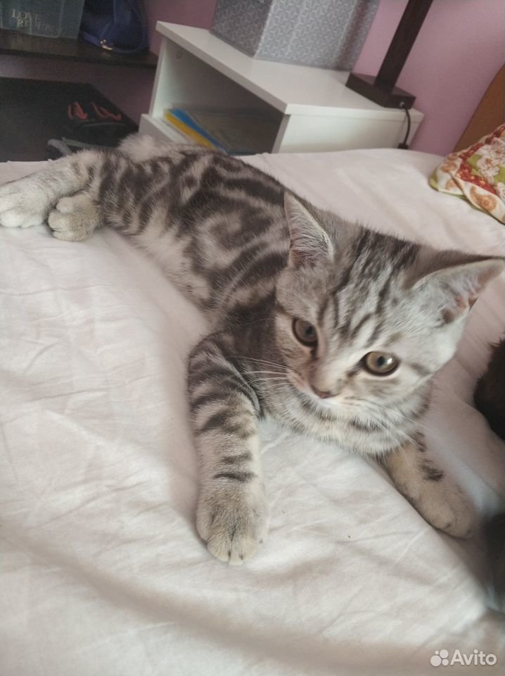 Кот британец 4 месяца