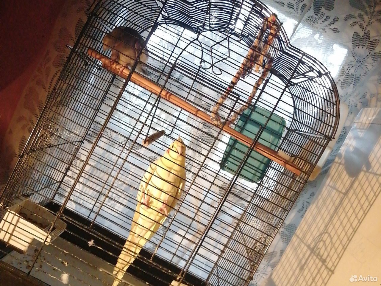 Попугайчики