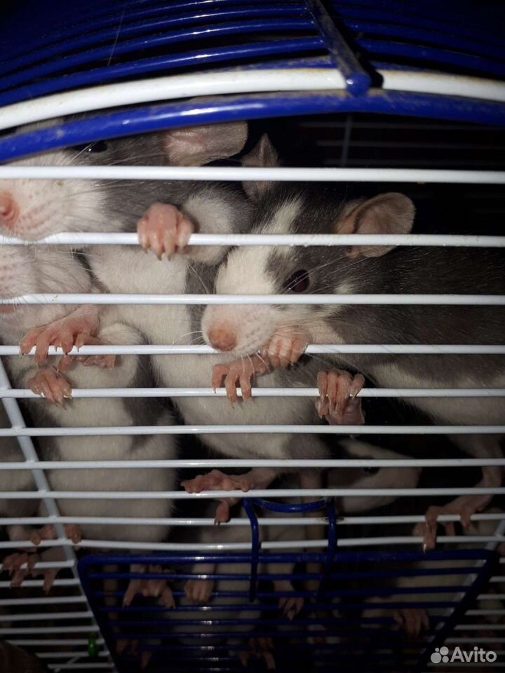 Милые крысята