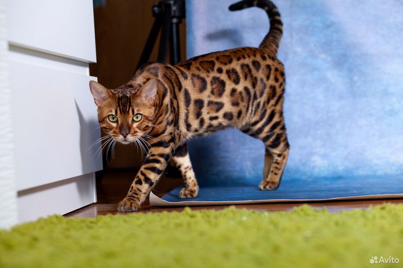 Бенгал для вязки