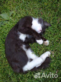 Возьмите котёнка