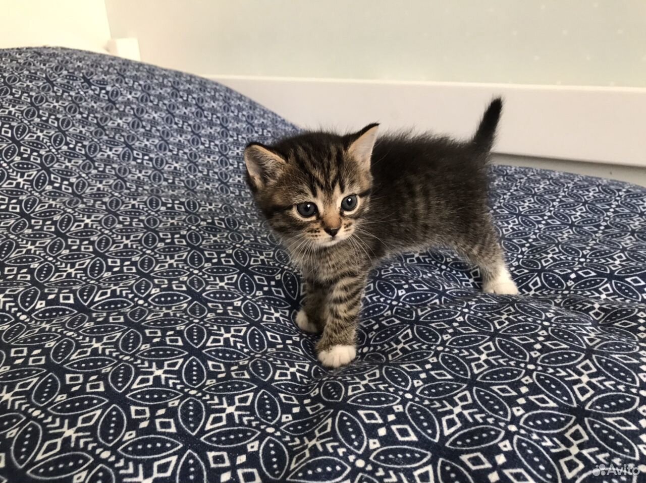 Котёнок девочка