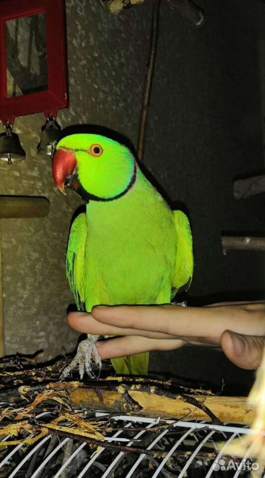 Разводная пара ожереловых попугаев