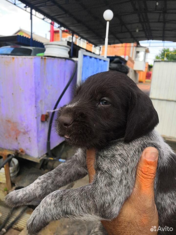 Щенки дратхаар