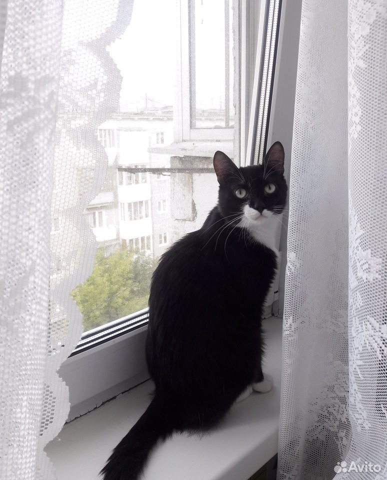 Кот молодой бесплатно
