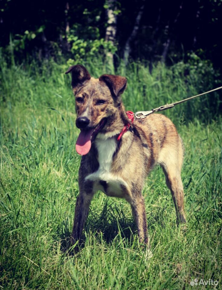 Щенок Тигра 1 год из приюта в дар