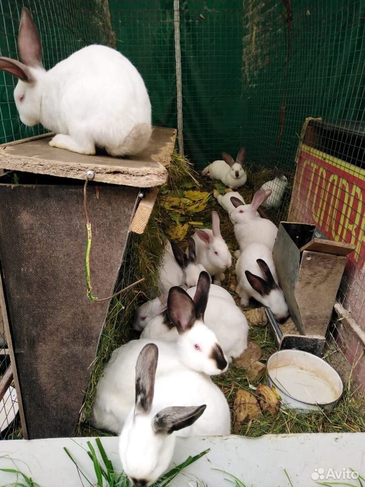 Кролики Колифорнийцы