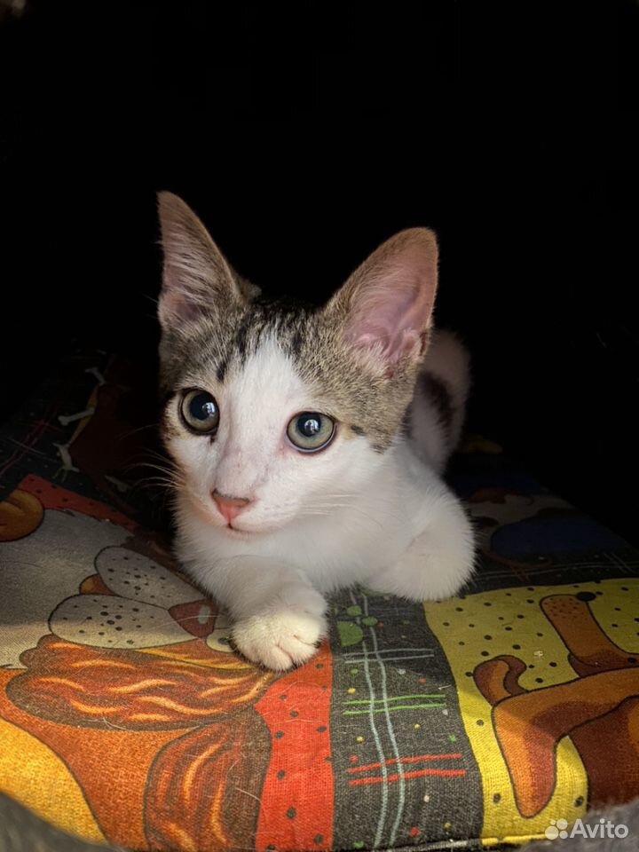 Котёнок мальчик с огромными ушками