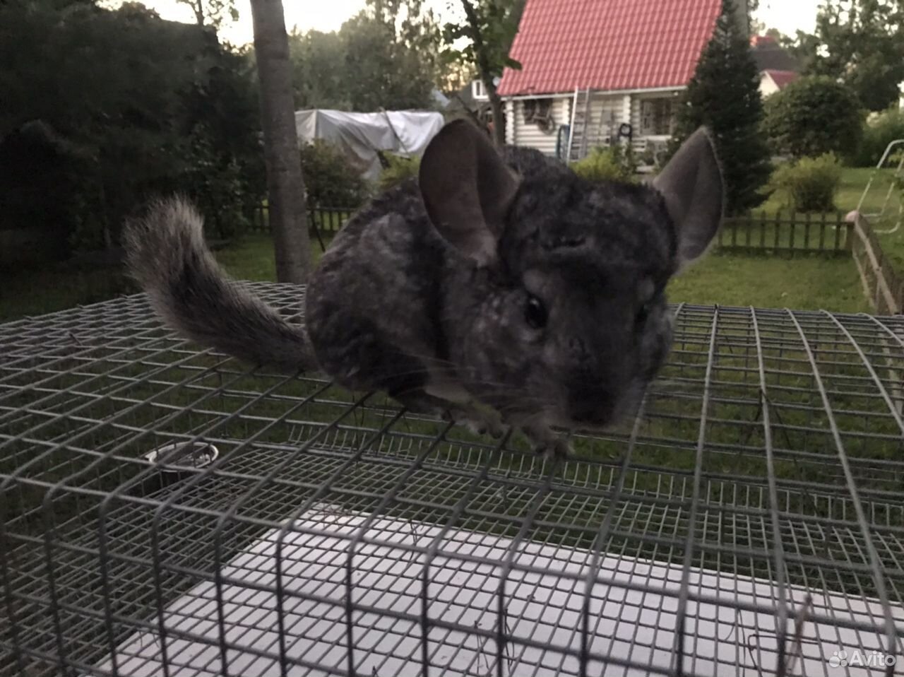 Шиншилла в хорошие руки