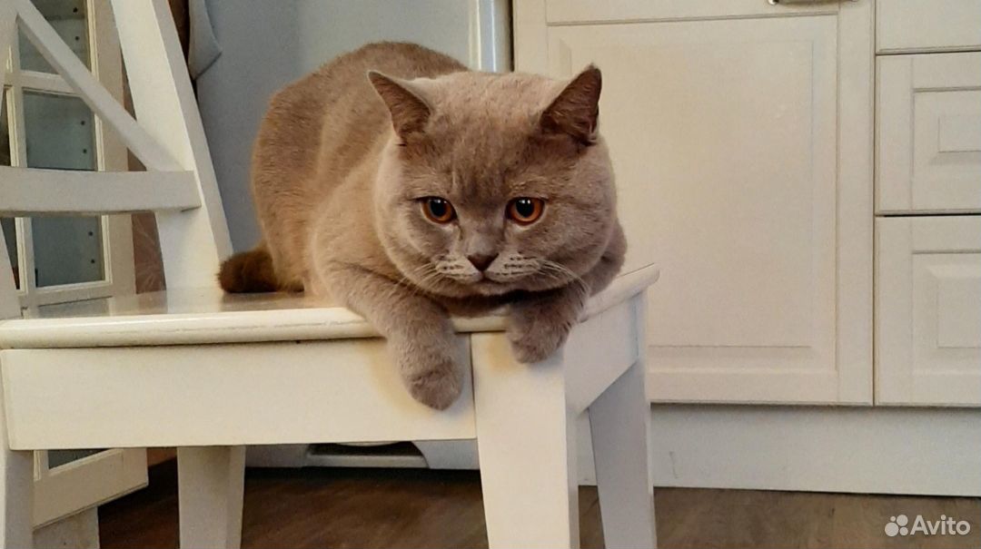 Британский кот на вязку