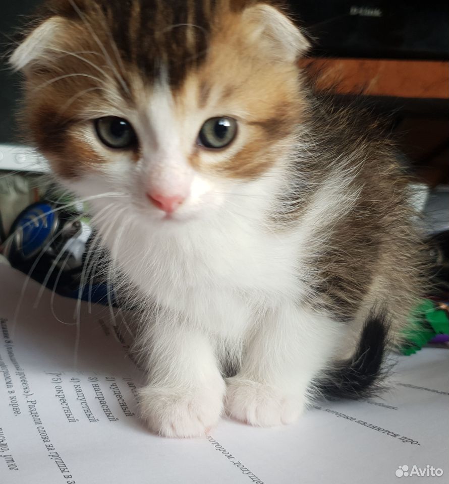 Коята Шотладской вислоухой бесплатно