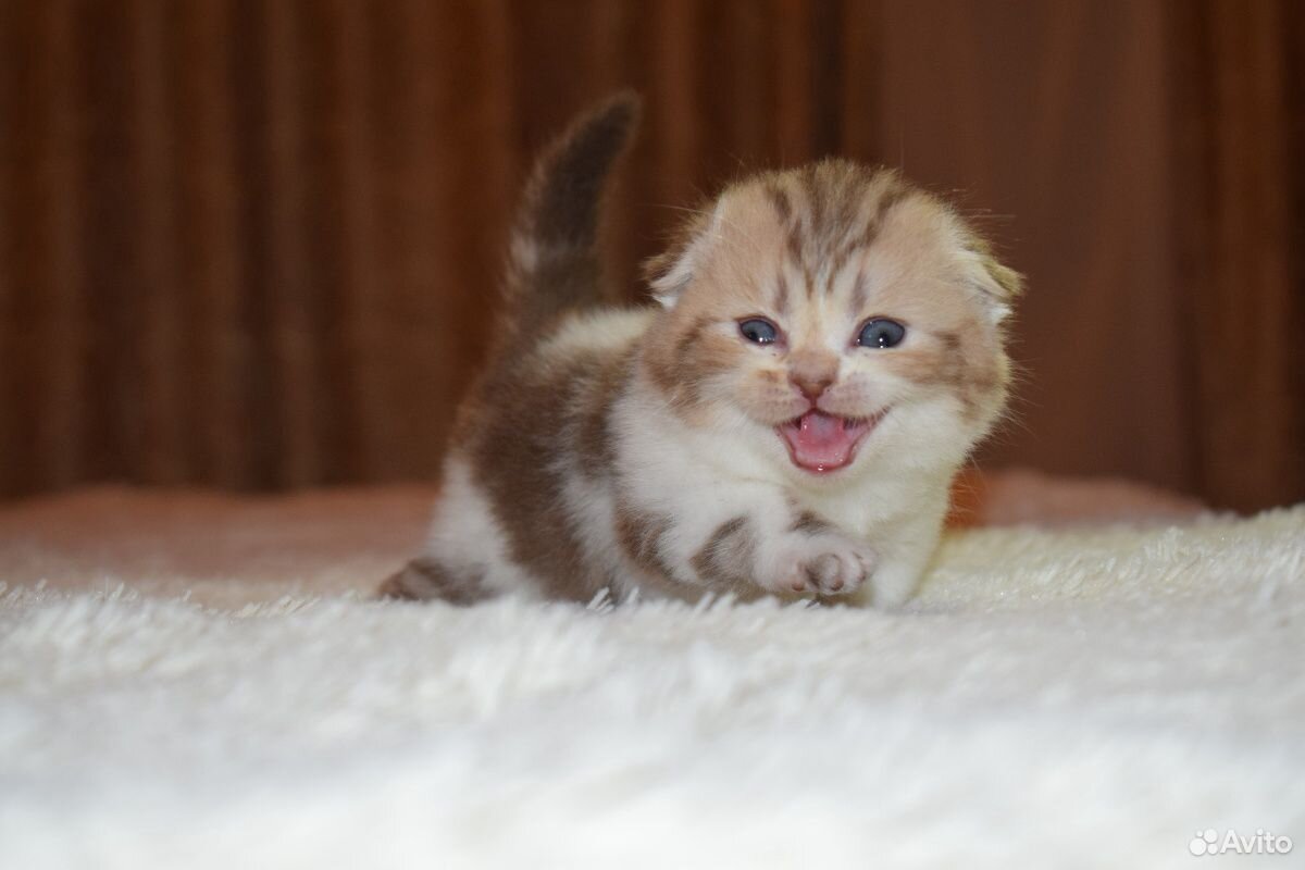 Шоколадная вислоухая