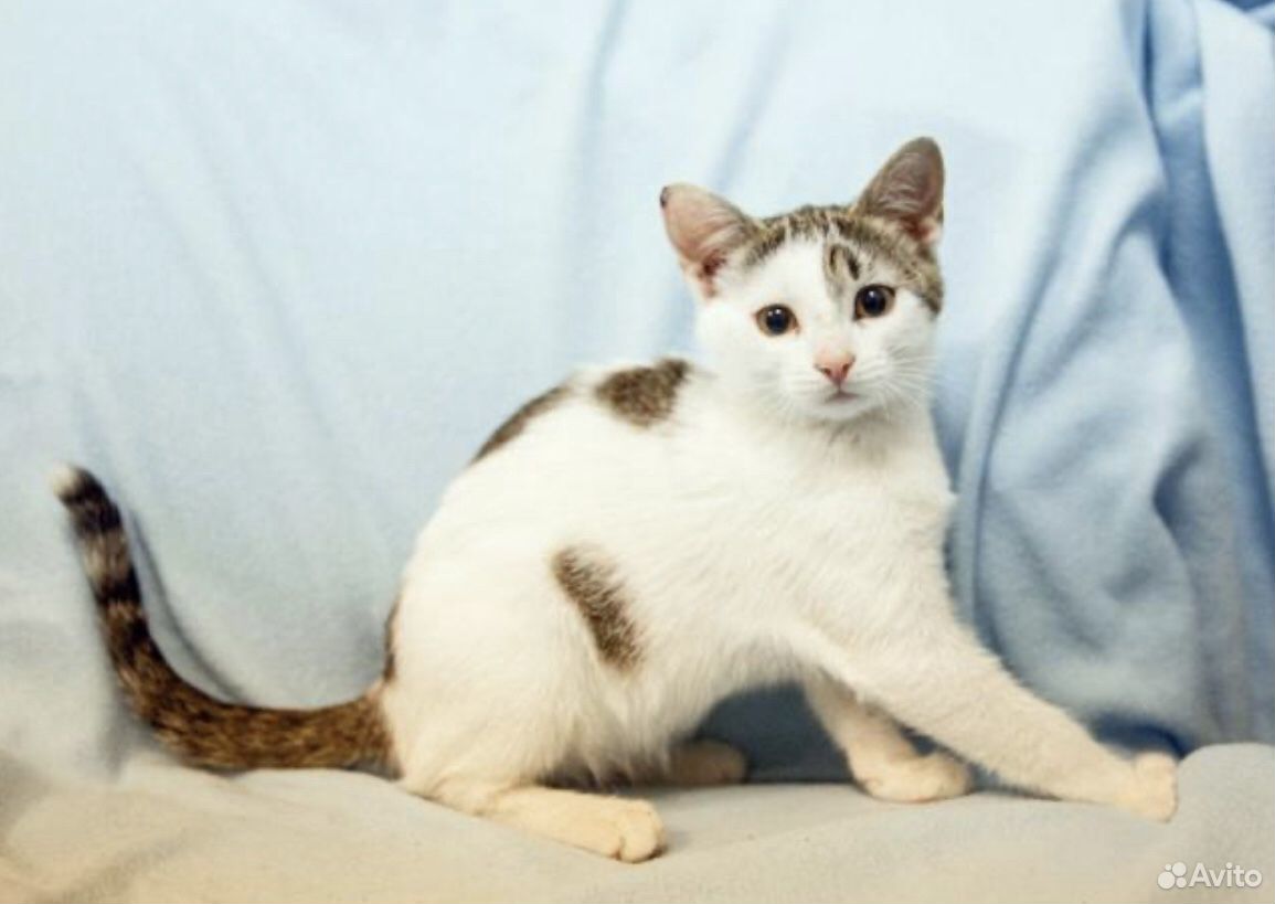 Котик Вареник