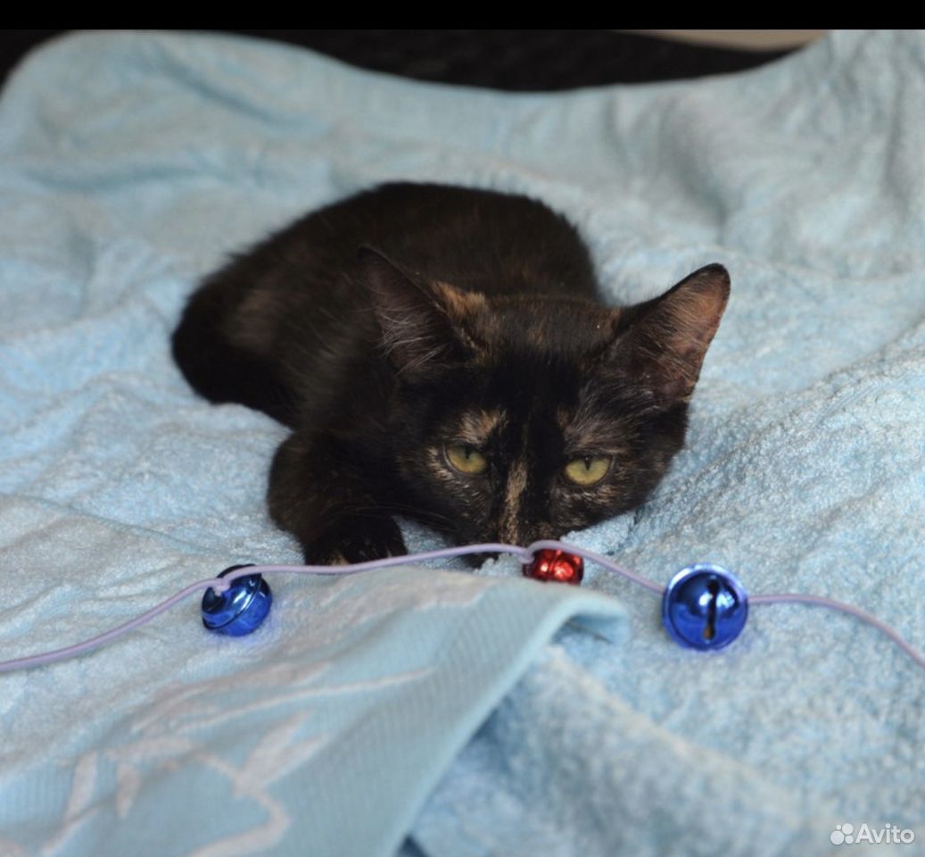 Кошка Жанна