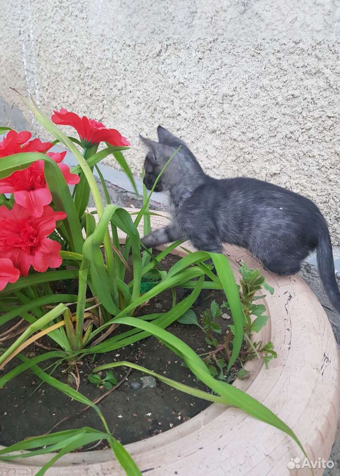 Котёнок инвалид ищет семью