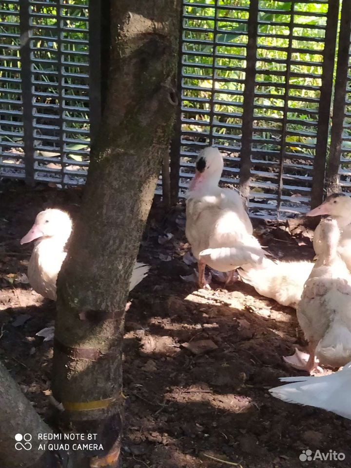 Утки шептуны