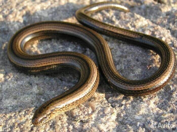 Веретеница ломкая змея/ящерица