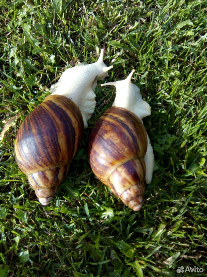 Улитка Архахатина Маргината Овум