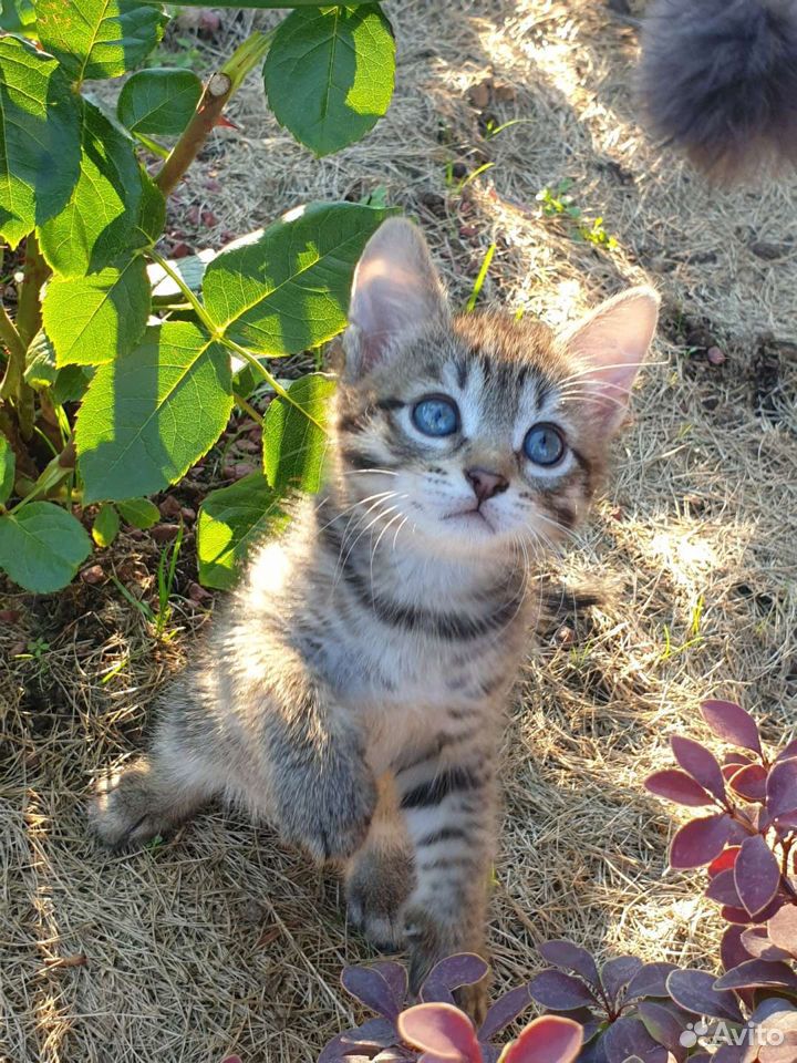 Кошечка Полушка