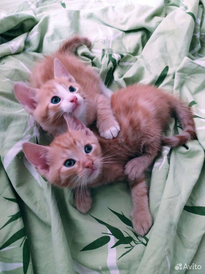 Котята 2 месяца