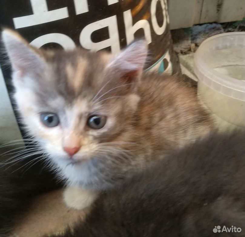 Котенок Ванилька