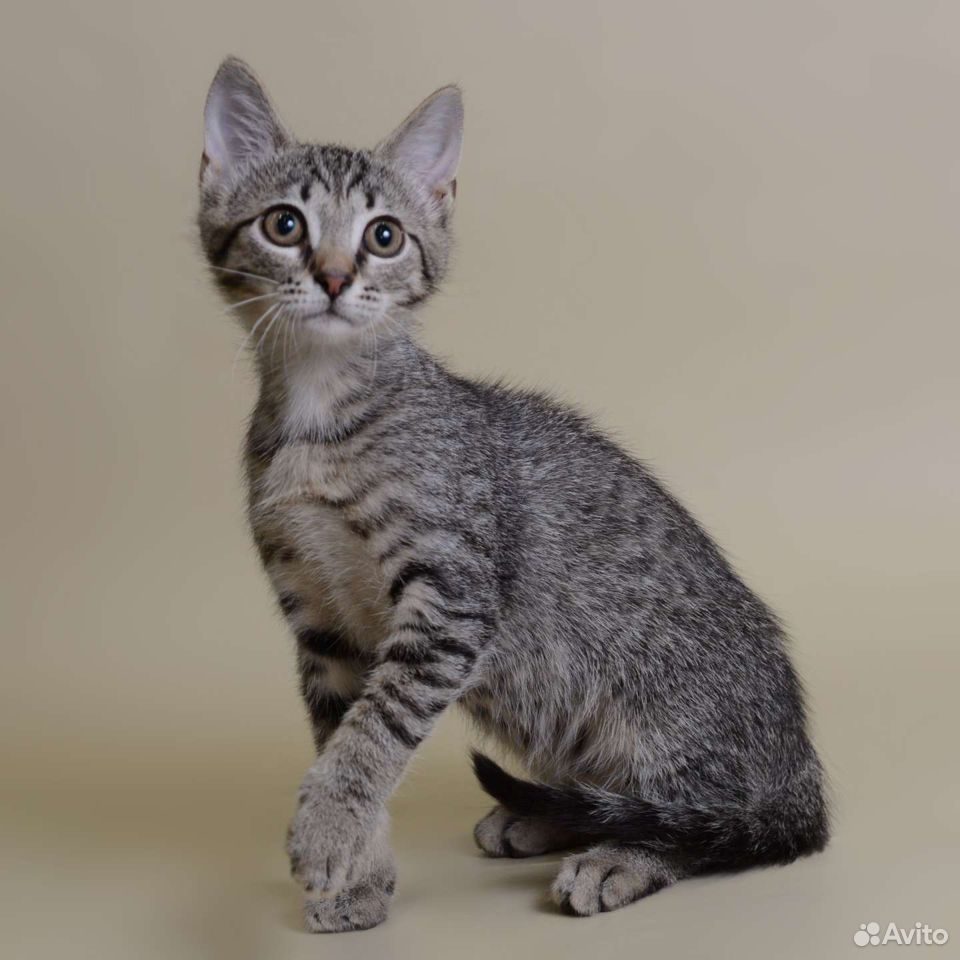 Котята в хорошие руки