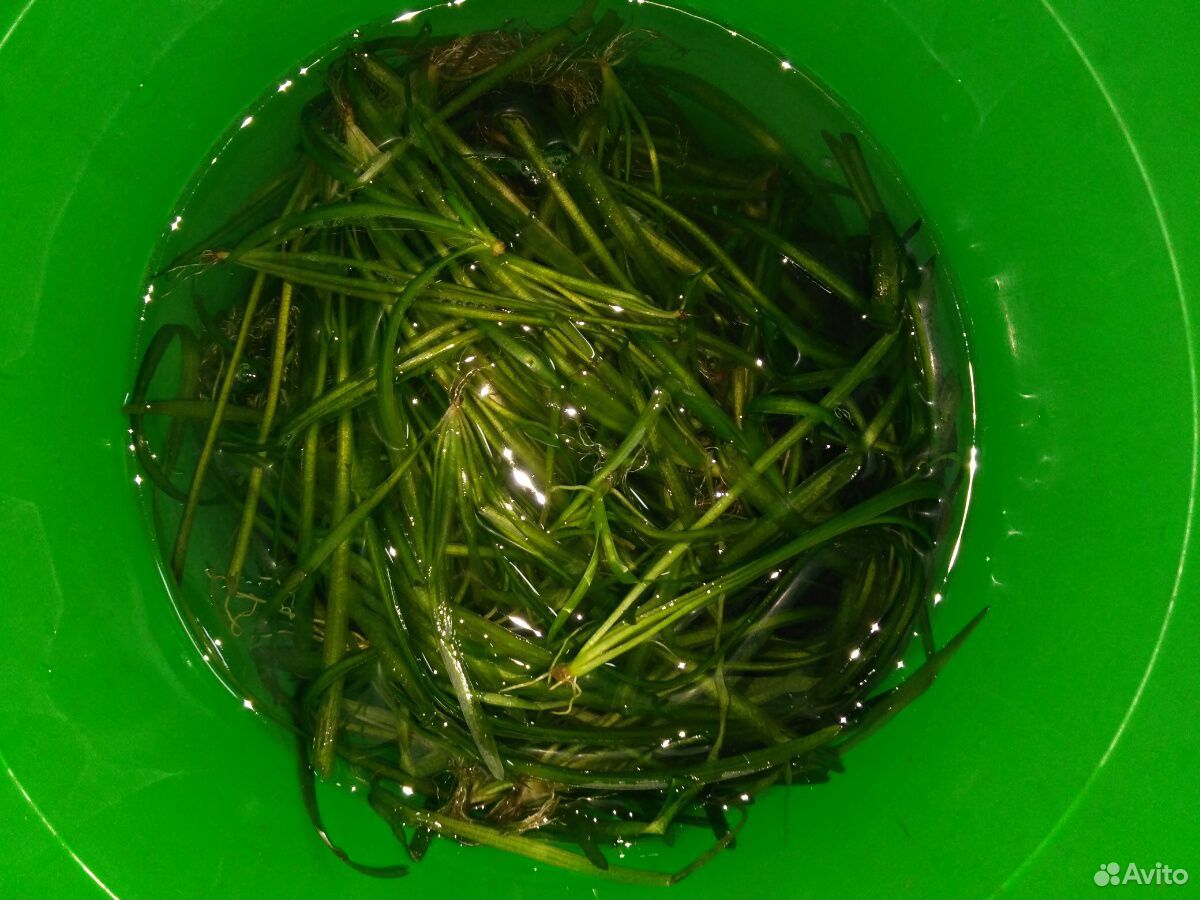 Аквариумные растения